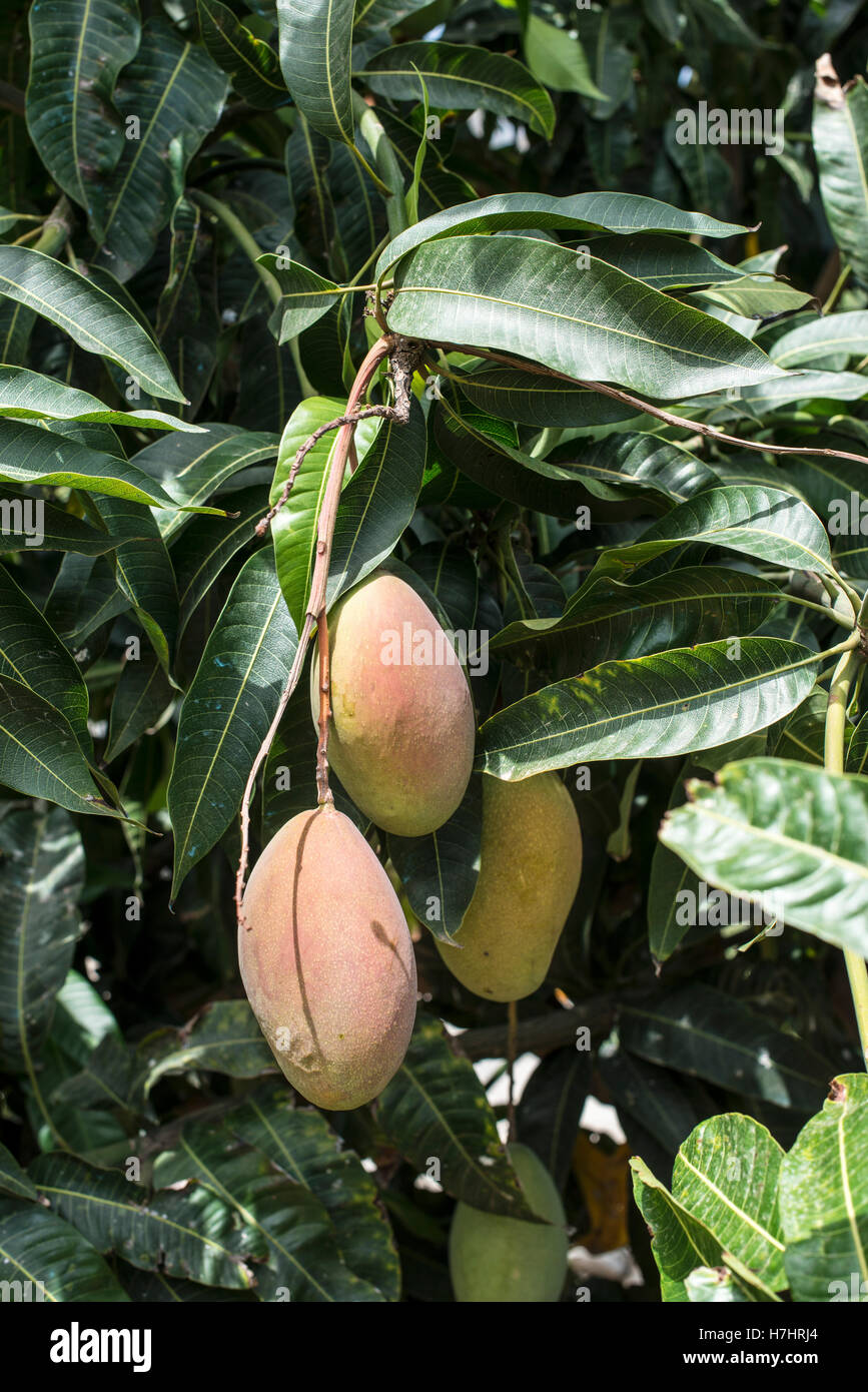 Mangoes on branch. Close up Stock Photo - Alamy