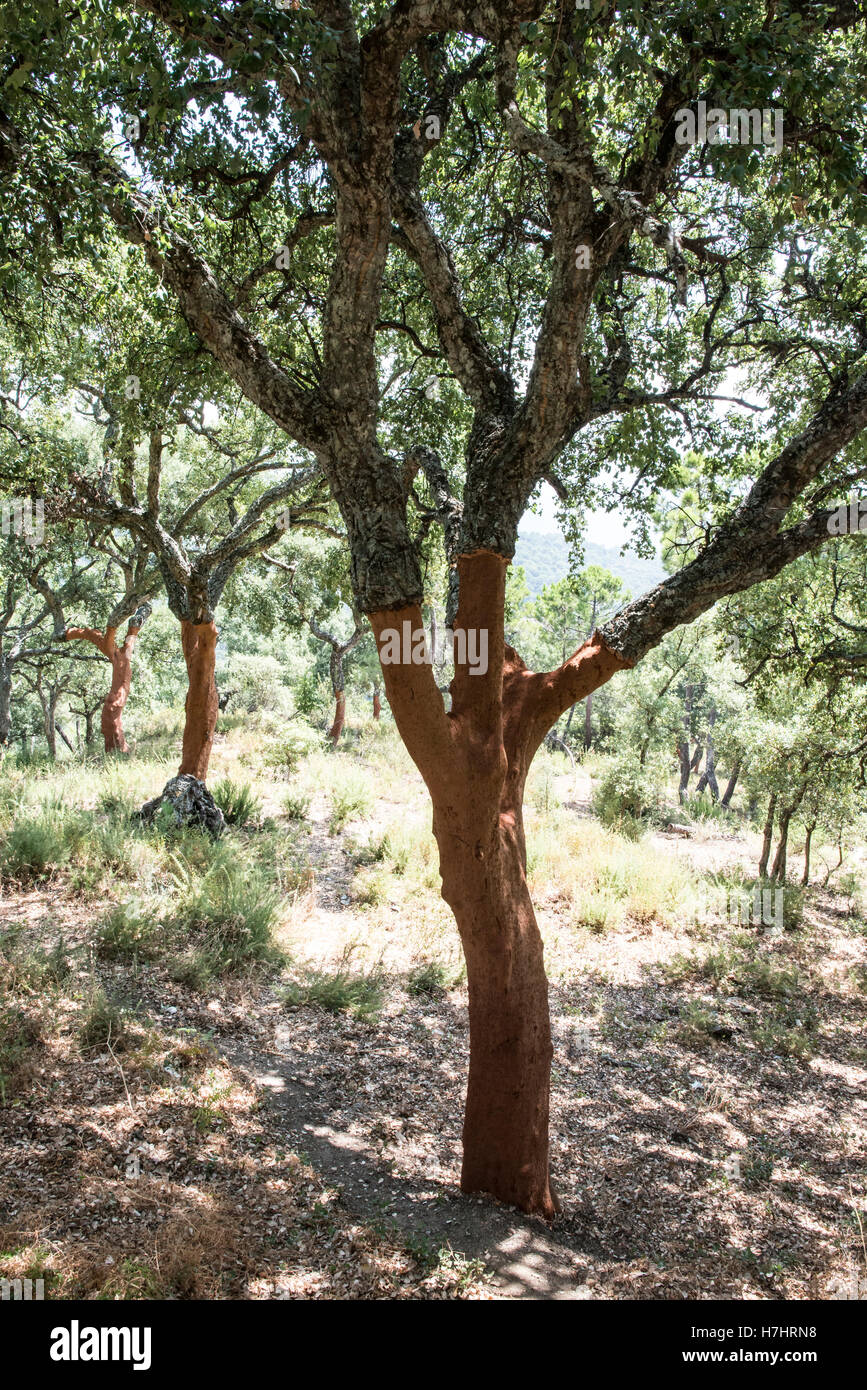 Cork tree hi-res stock photography and images - Alamy