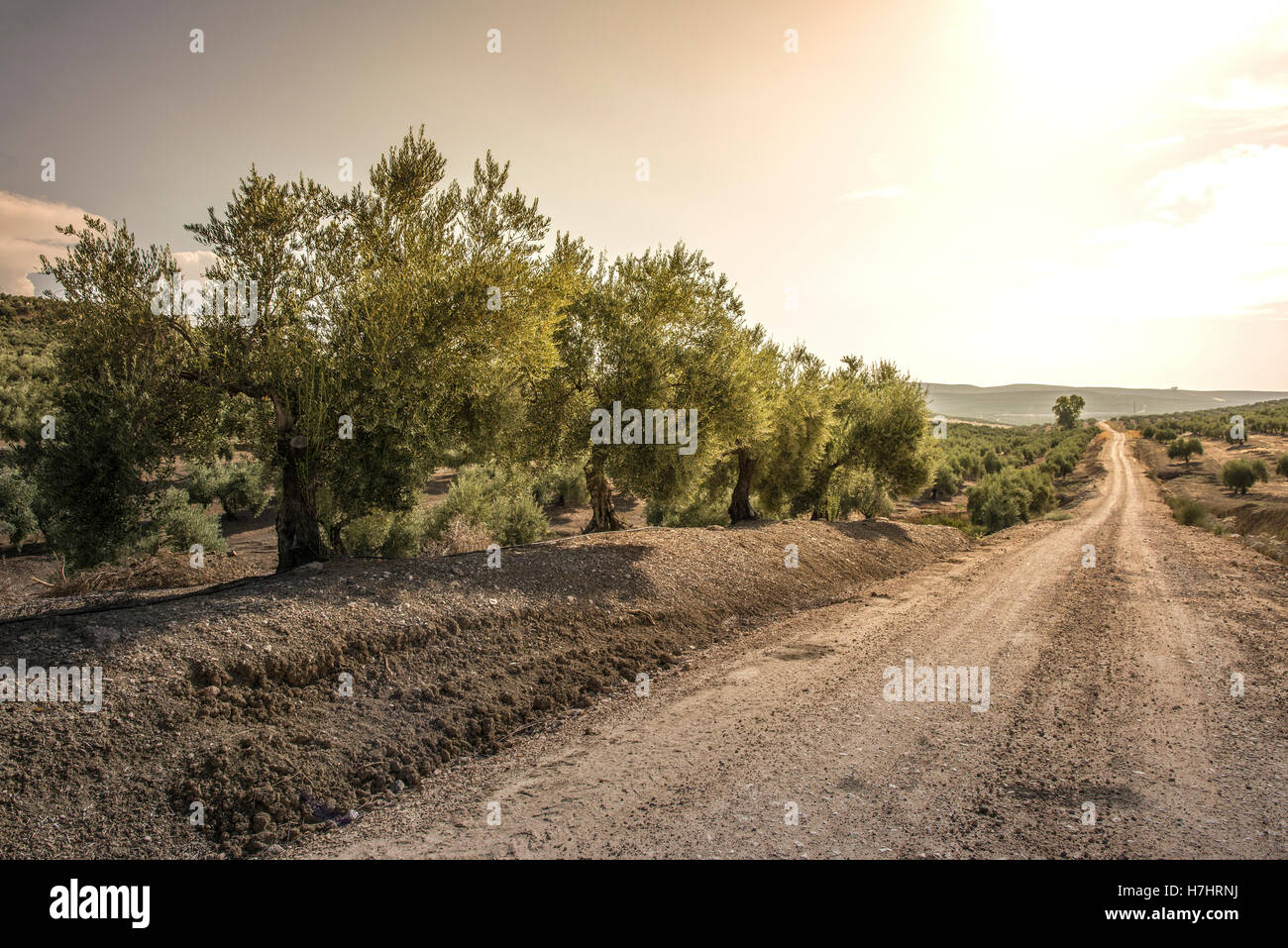 Olive trees at sunset. Sun rays Stock Photo - Alamy