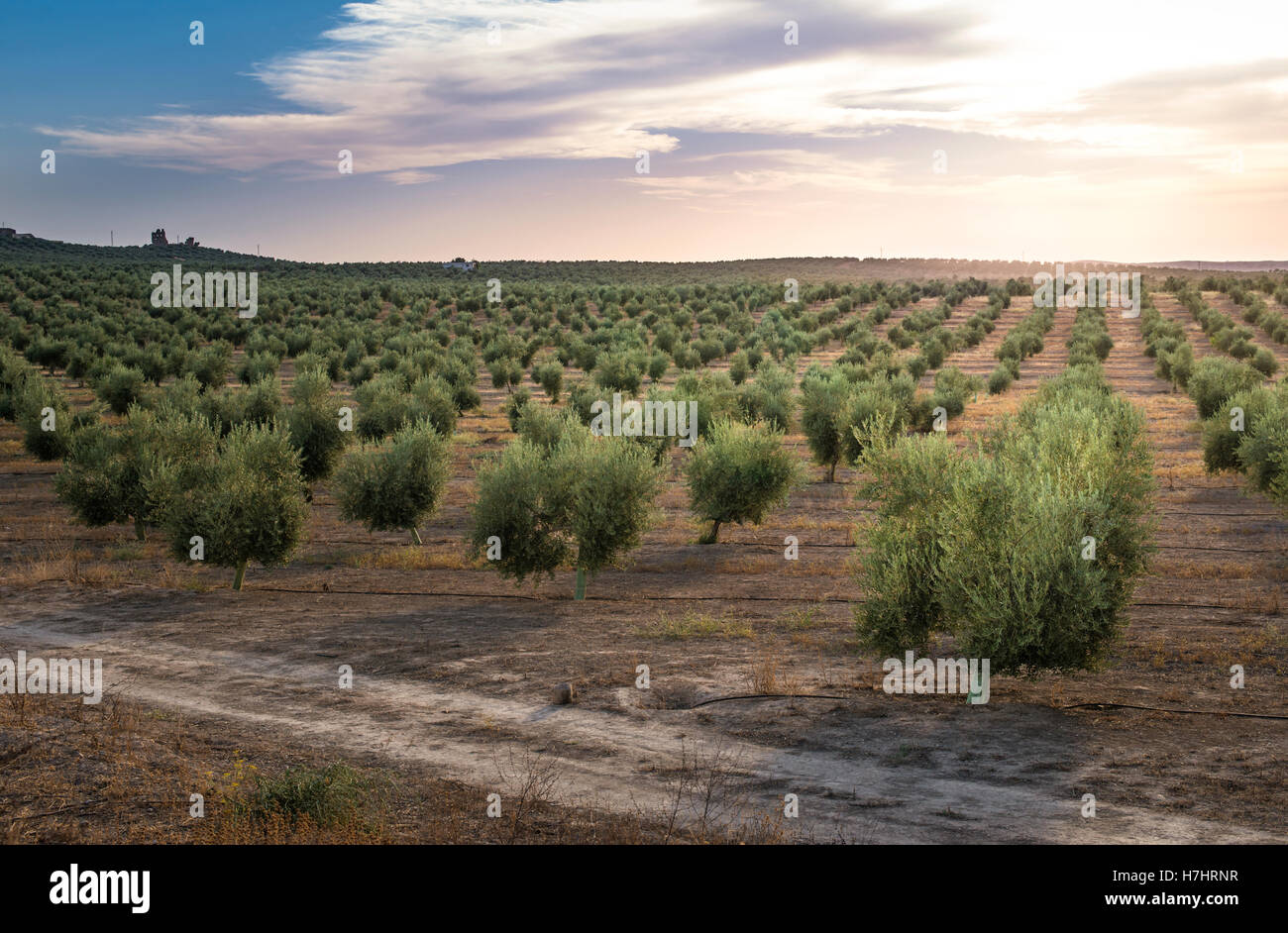 Olive trees at sunset. Sun rays Stock Photo - Alamy