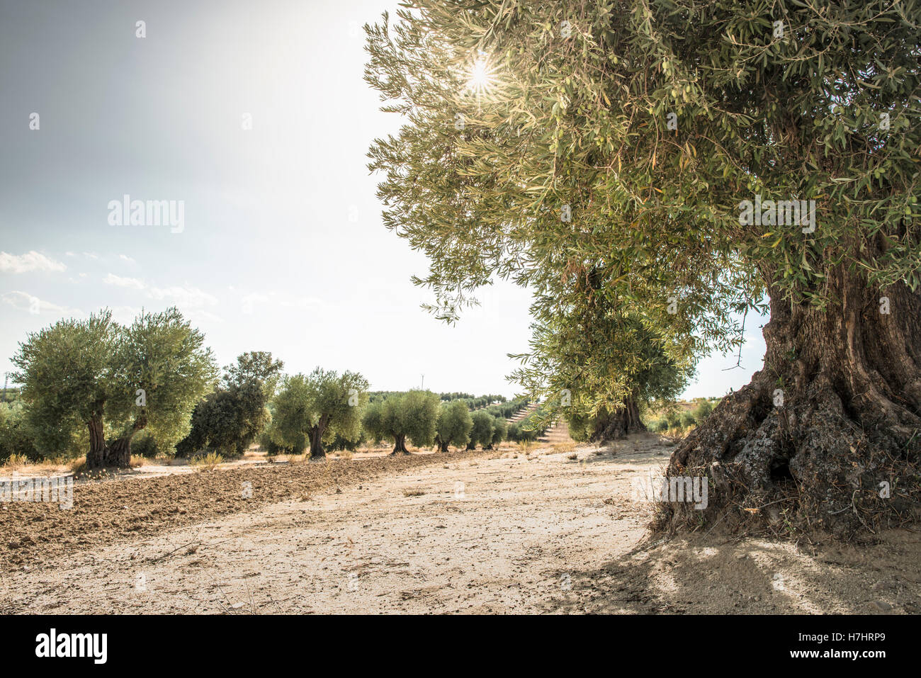 Olive trees at sunset. Sun rays Stock Photo - Alamy
