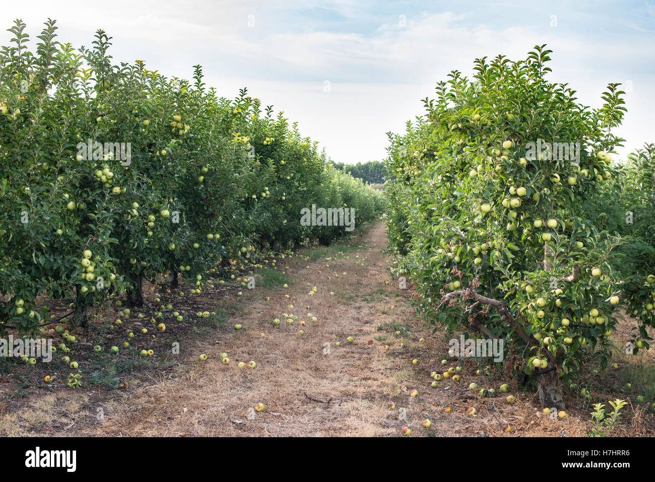 Apple orchard tree hi-res stock photography and images - Alamy
