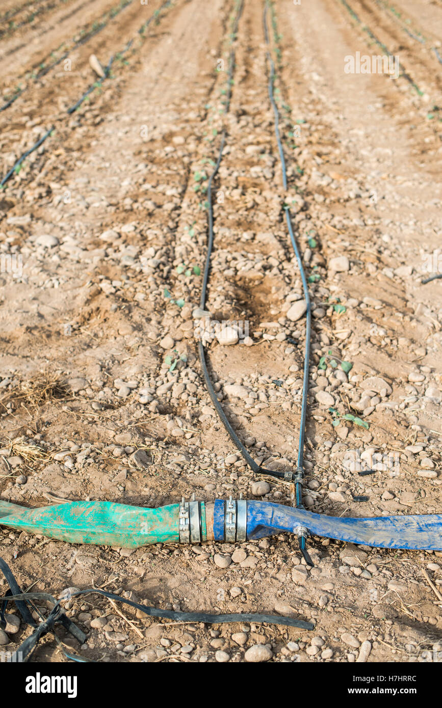 Agriculture watering tubes on the field Stock Photo - Alamy