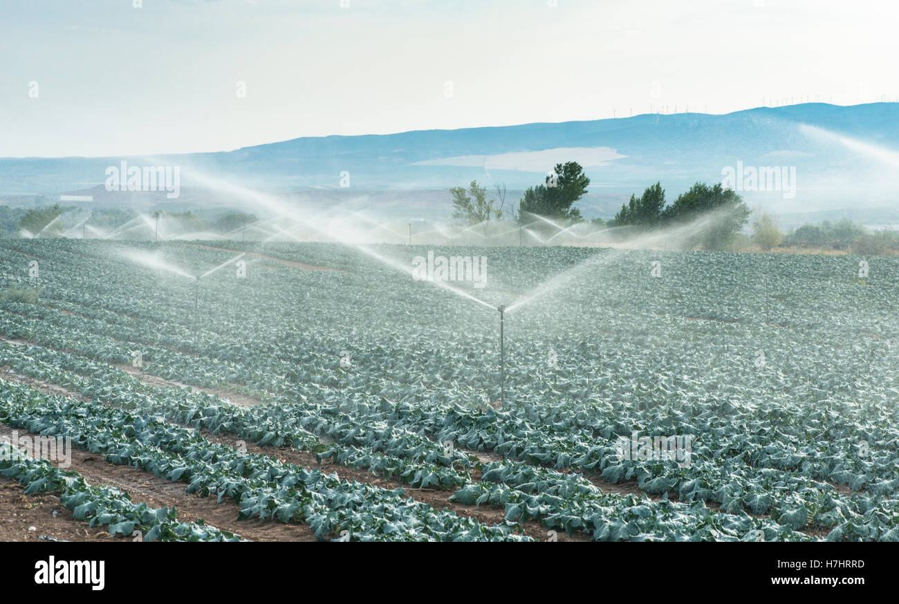 Watering cabbage with sprinklers. Blue sky Stock Photo - Alamy