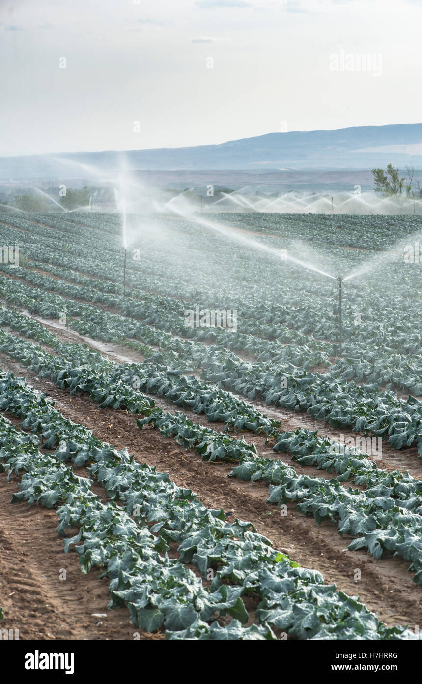 Watering cabbage with sprinklers. Blue sky Stock Photo - Alamy