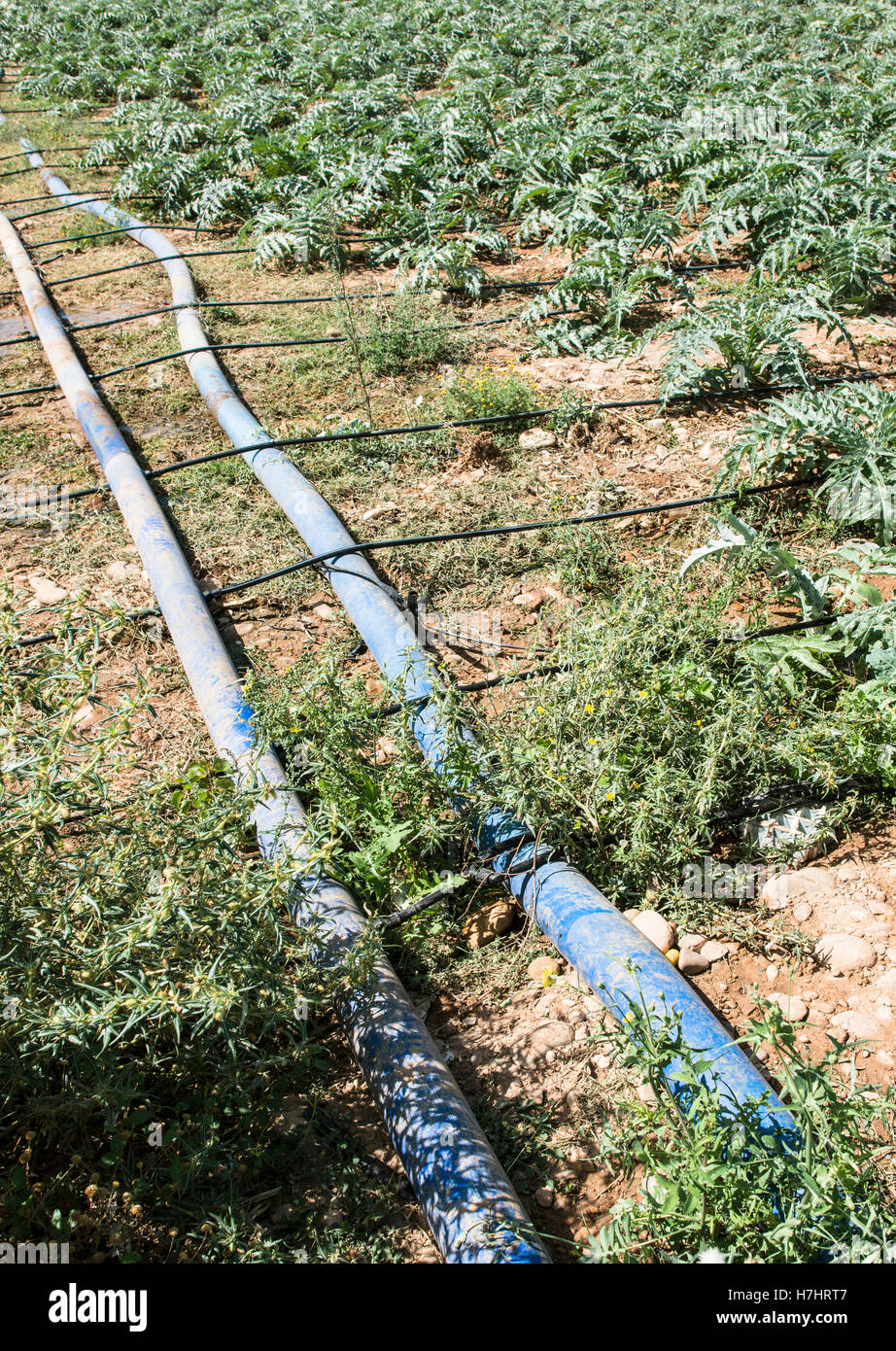 Agriculture watering tubes on the field Stock Photo - Alamy
