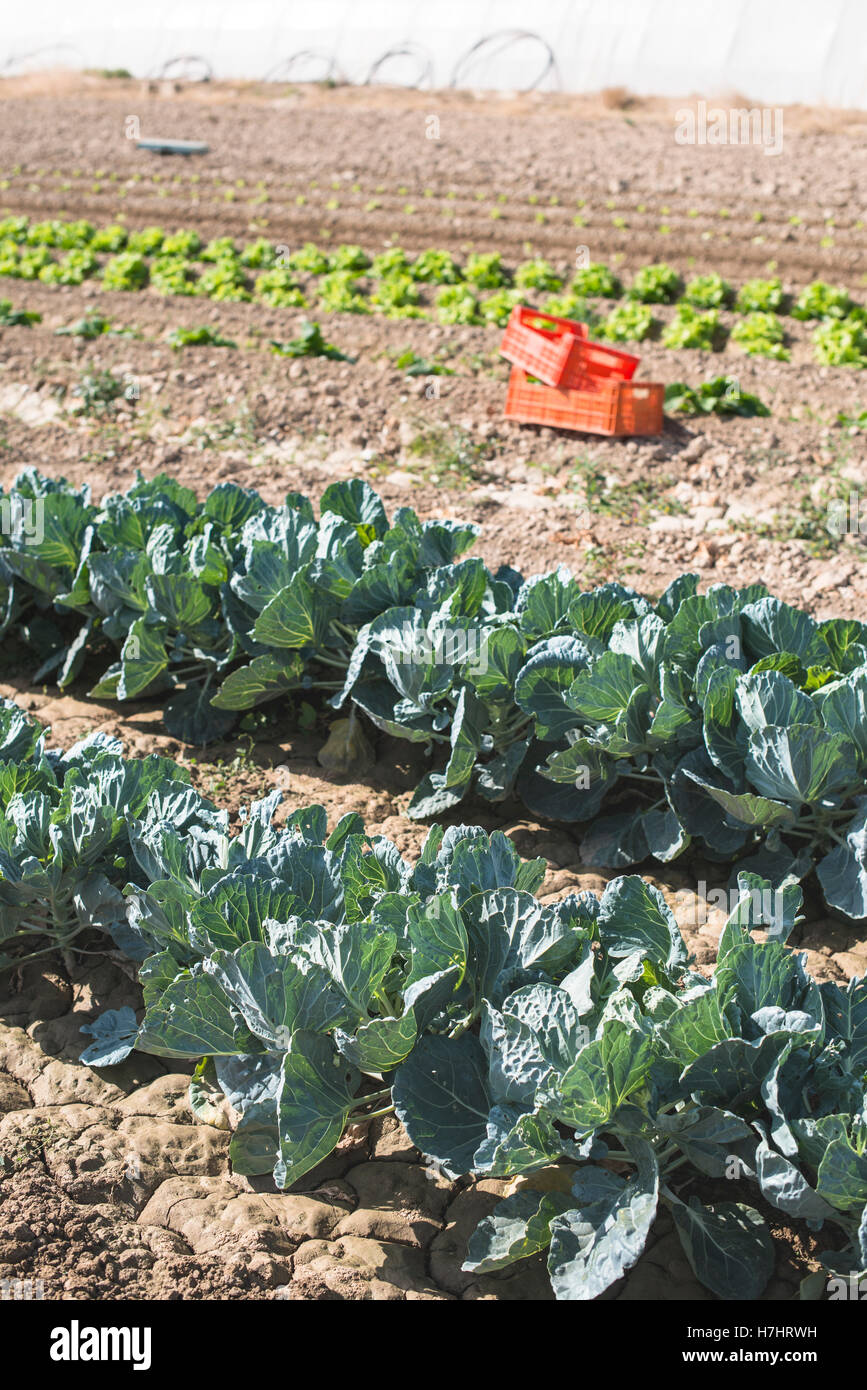 Cabbage plantation in row. Crates on background Stock Photo - Alamy