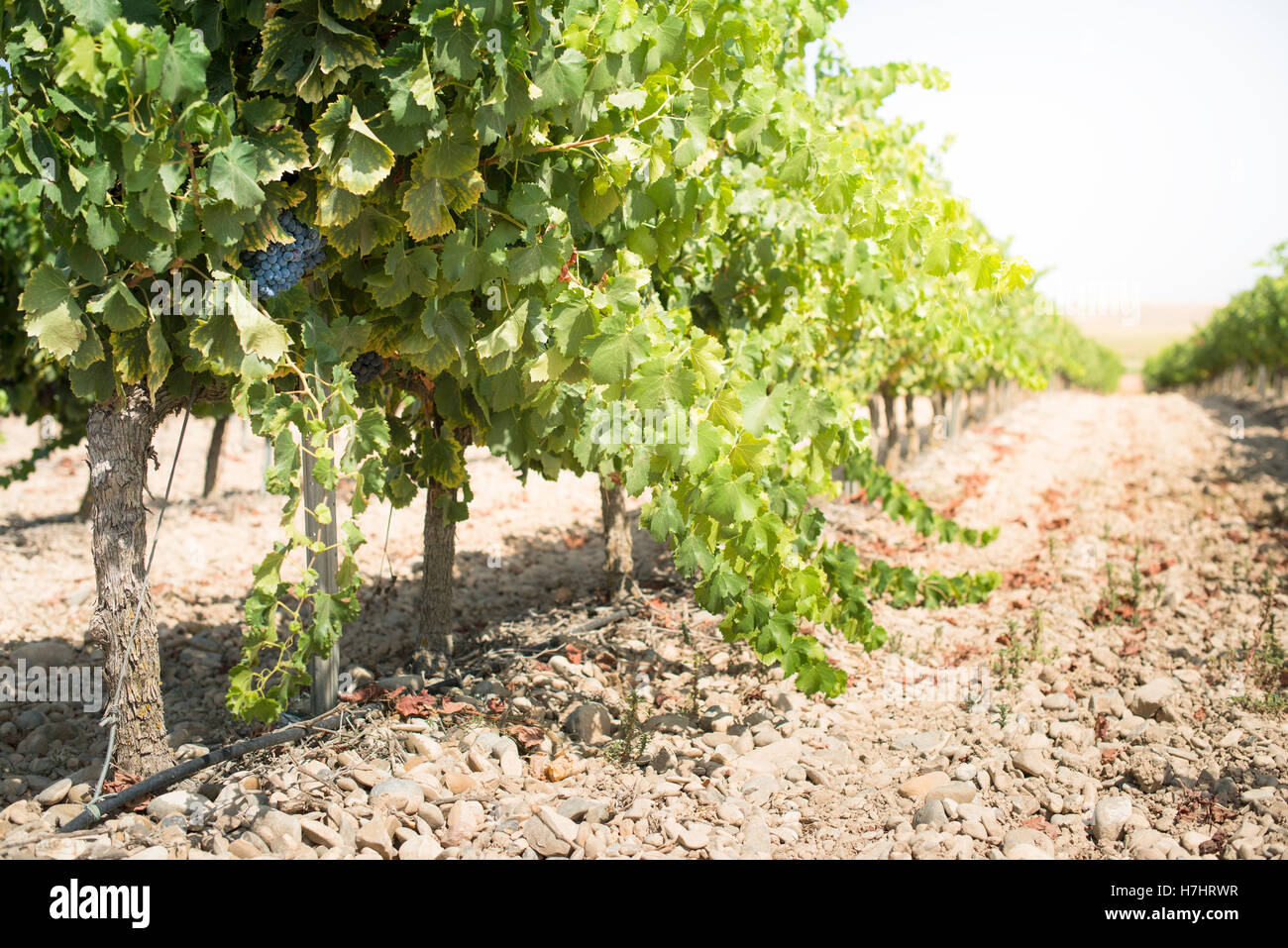 Spain red grapes hi-res stock photography and images - Alamy