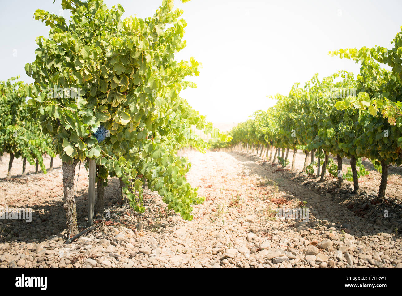 Red wine grapes. Vineyards Stock Photo - Alamy