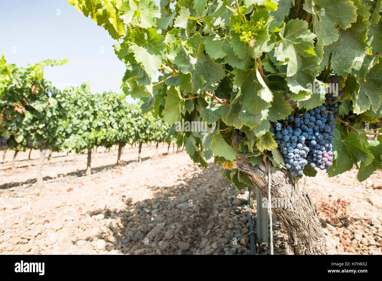 Red wine grapes. Vineyards Stock Photo - Alamy