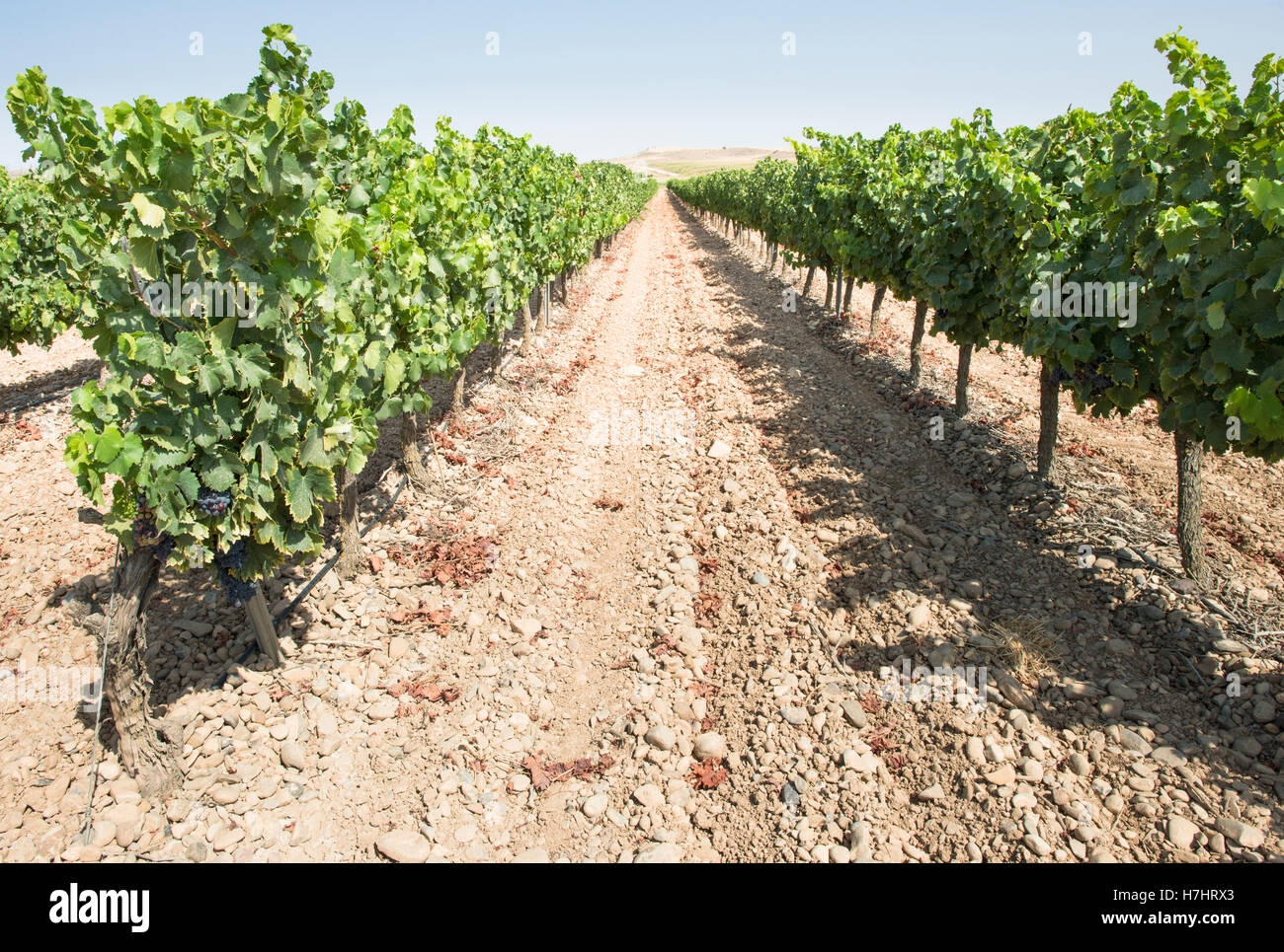 Red wine grapes. Vineyards Stock Photo - Alamy