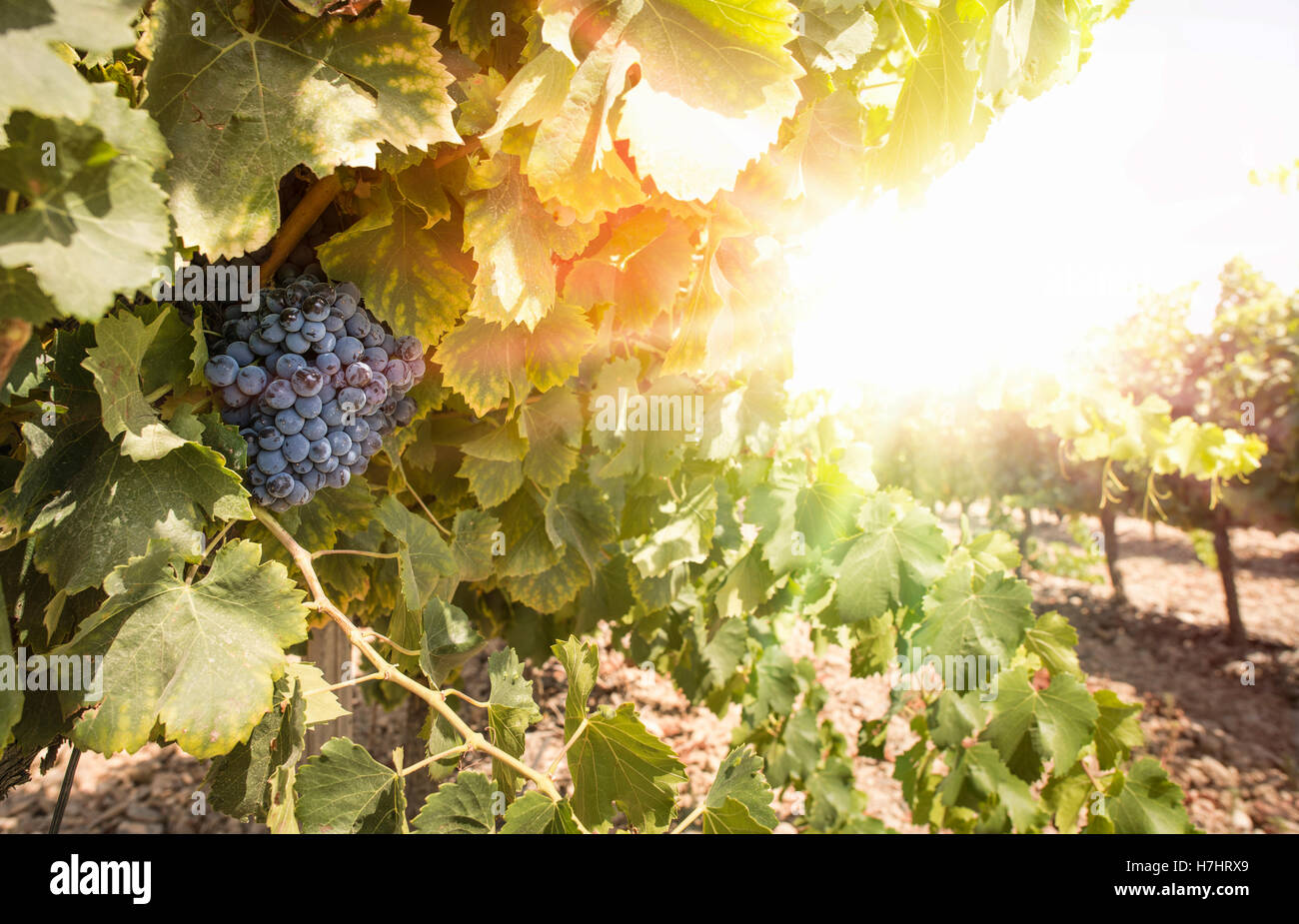 Grape leaves at sunset hi-res stock photography and images - Alamy