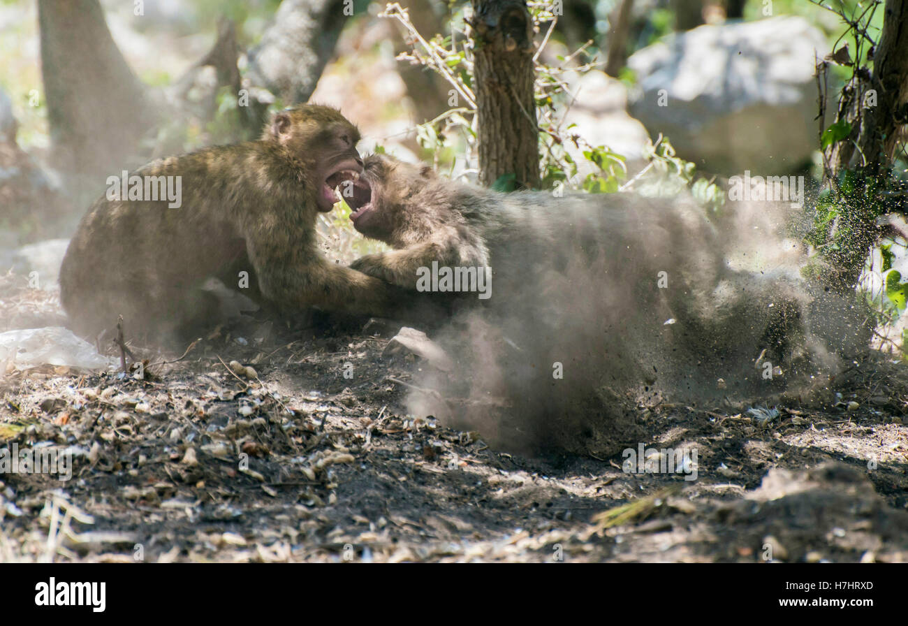 Macaque fight hi-res stock photography and images - Alamy