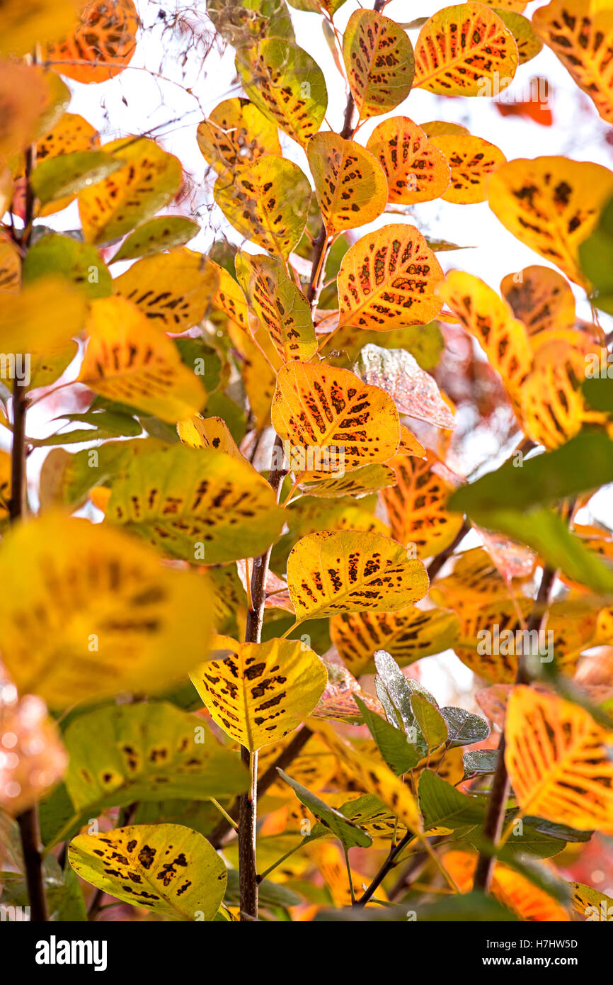 Autumn leaves on branches bush hi-res stock photography and images - Alamy