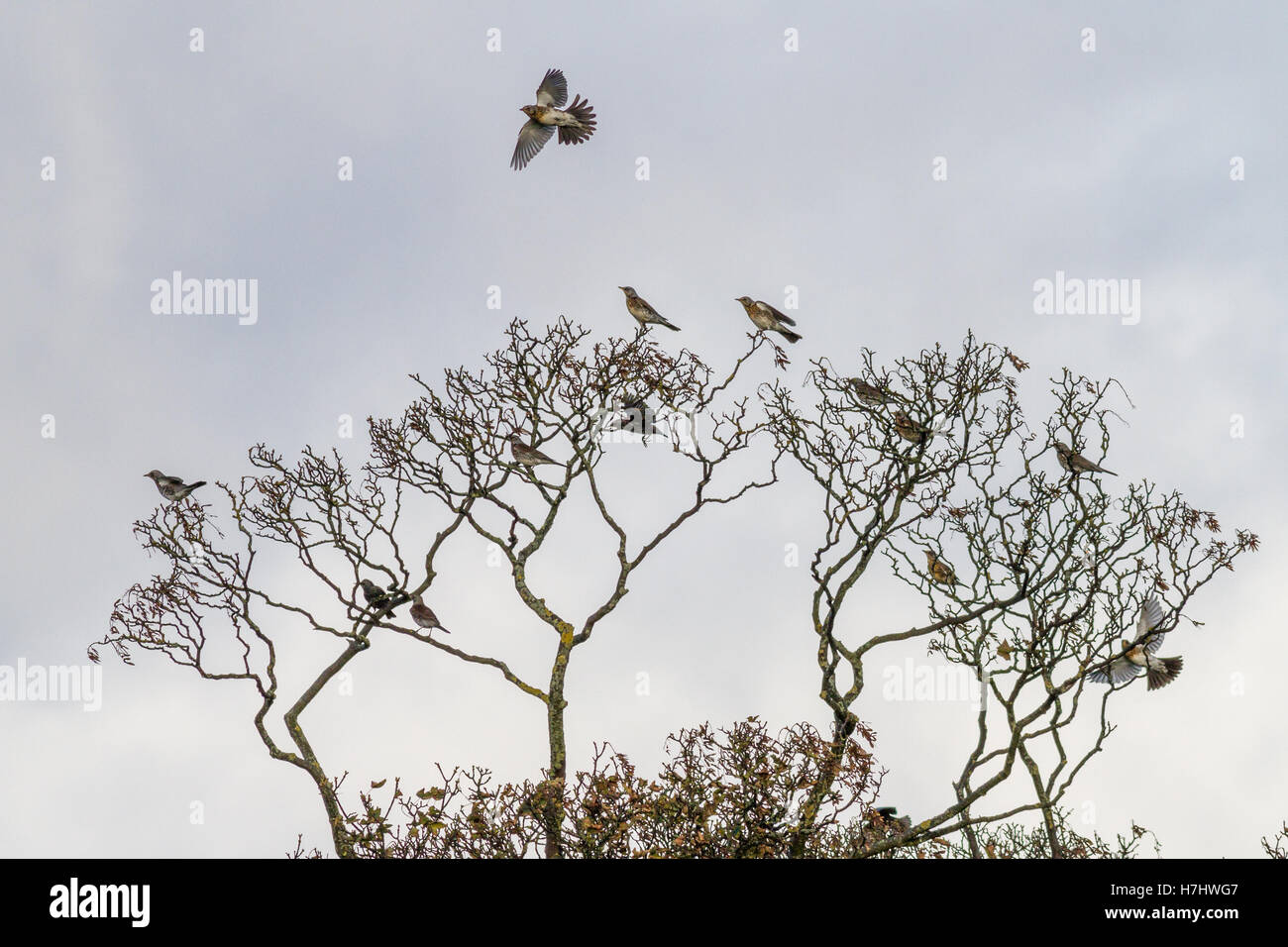 Fieldfare flock flying hi-res stock photography and images - Alamy