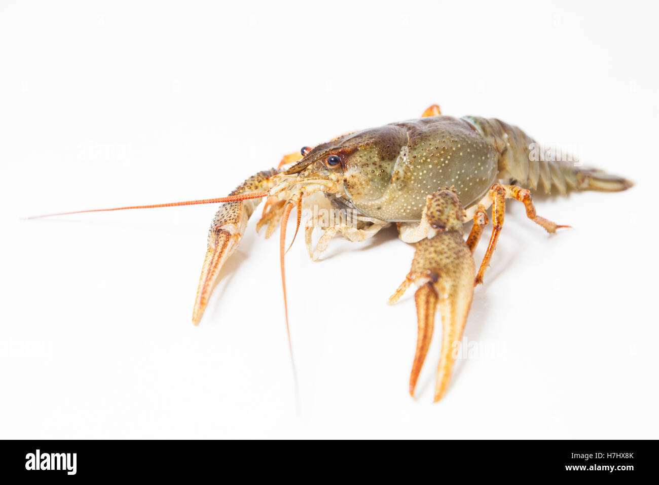 Close shot claw crayfish hi-res stock photography and images - Alamy
