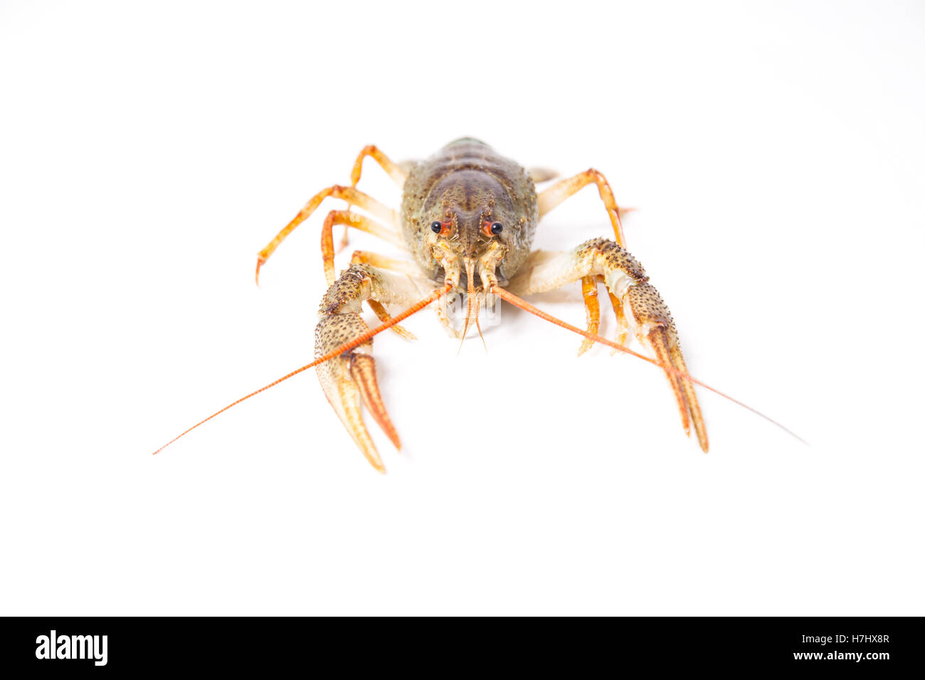 Big crayfish hi-res stock photography and images - Alamy