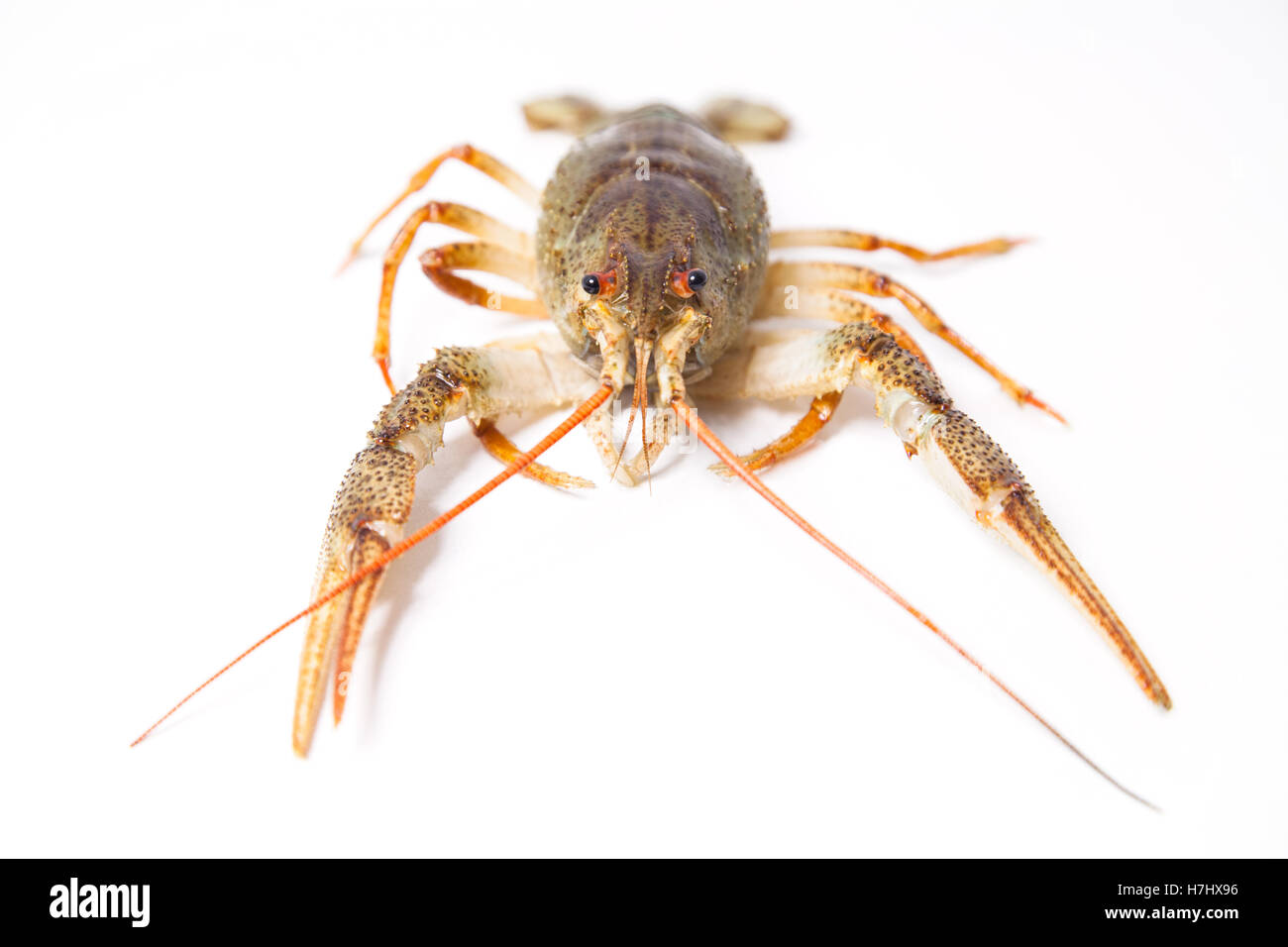 Big crayfish hi-res stock photography and images - Alamy