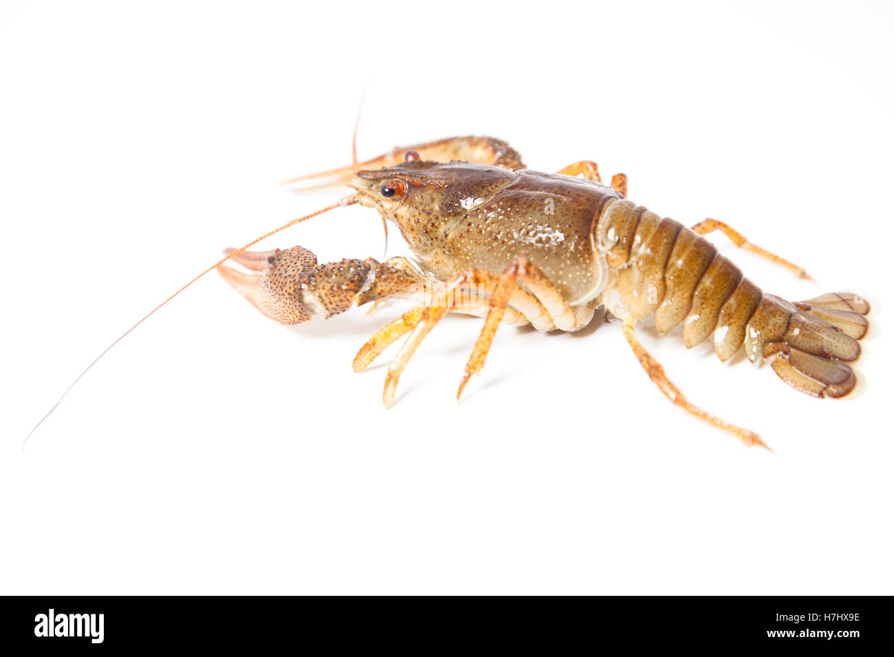 Crayfish on the white Stock Photo - Alamy