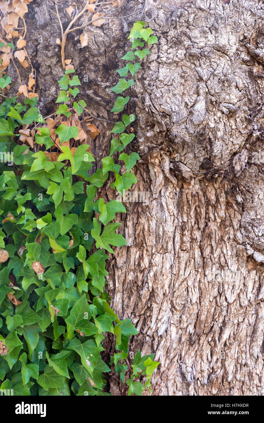 Cedar elm tree hi-res stock photography and images - Alamy