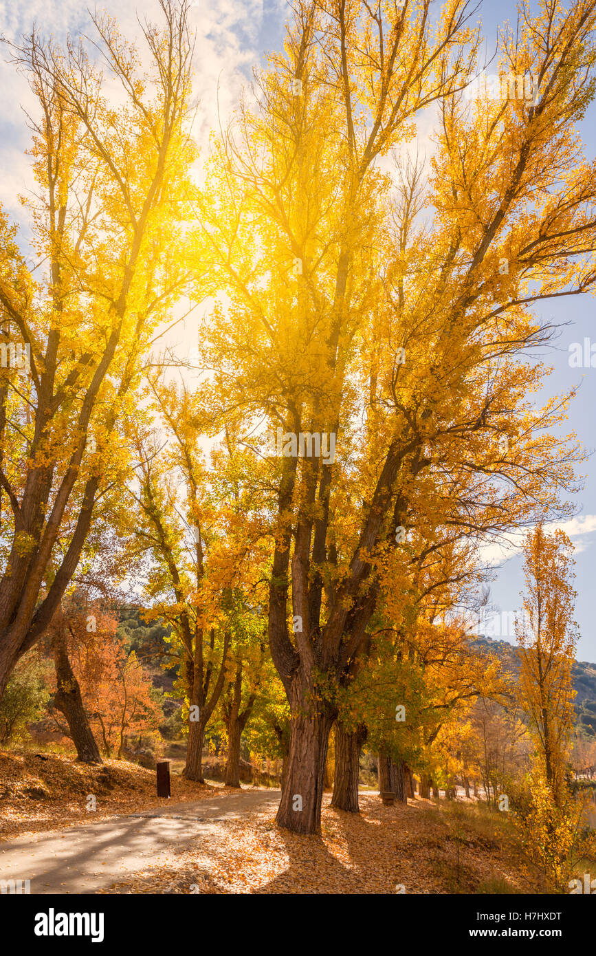 Autumn landscape with poplars Stock Photo - Alamy