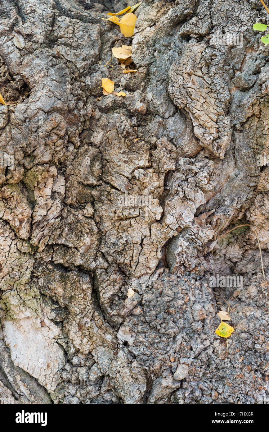 Closeup texture of old tree bark, natural detailed photo background ...
