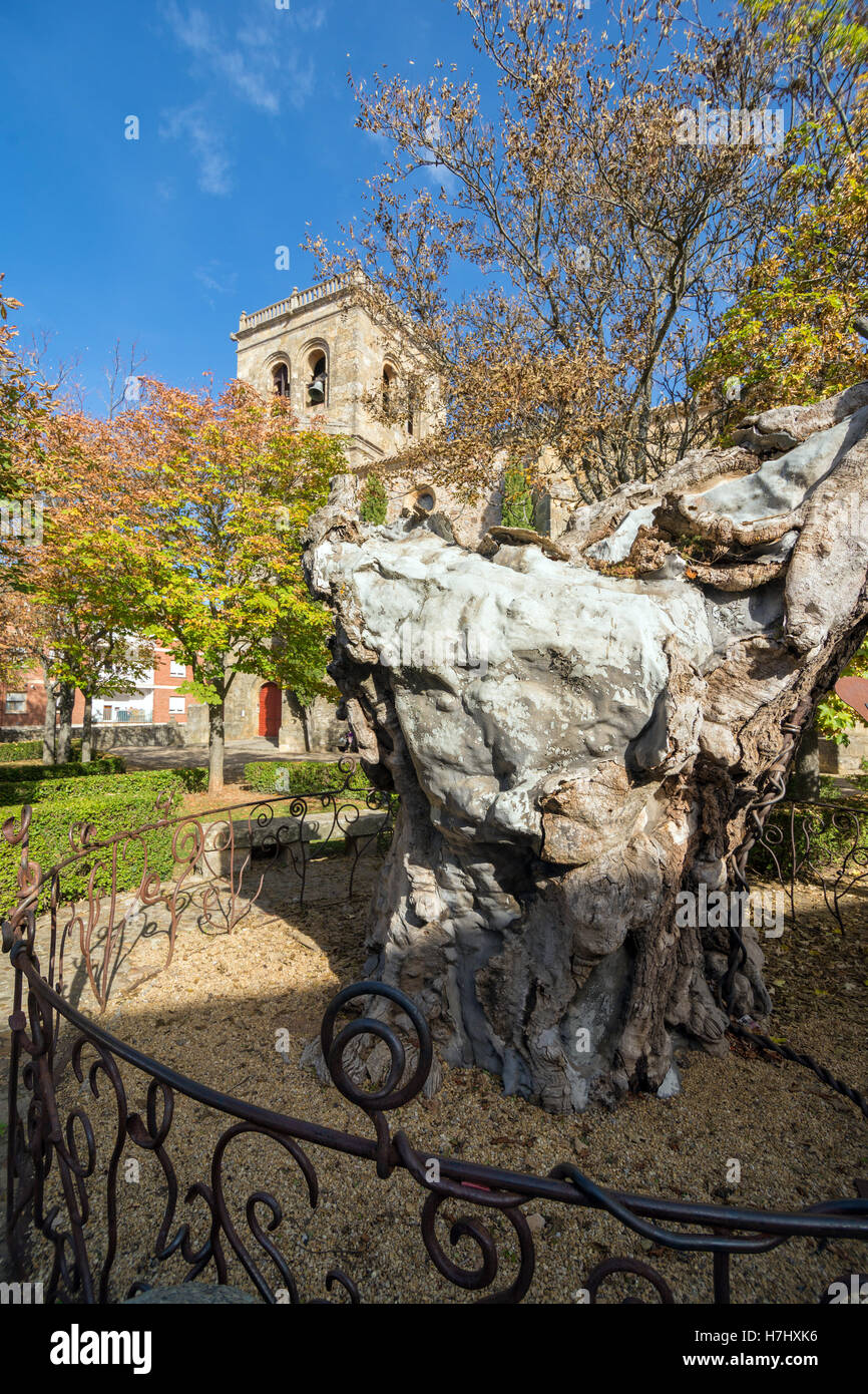 Dead Elm Tree High Resolution Stock Photography and Images - Alamy