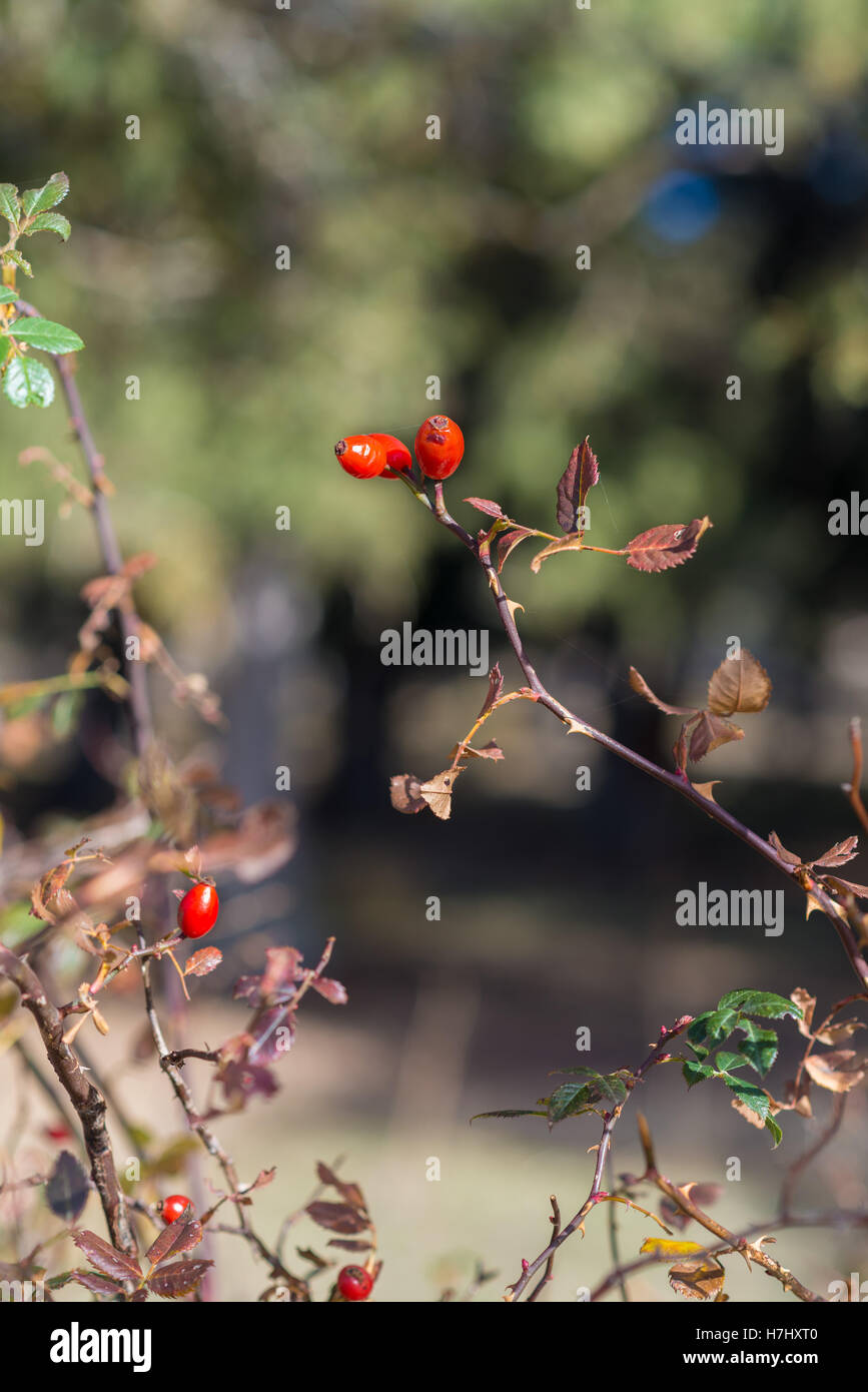 Poisonous red berries Stock Photo - Alamy