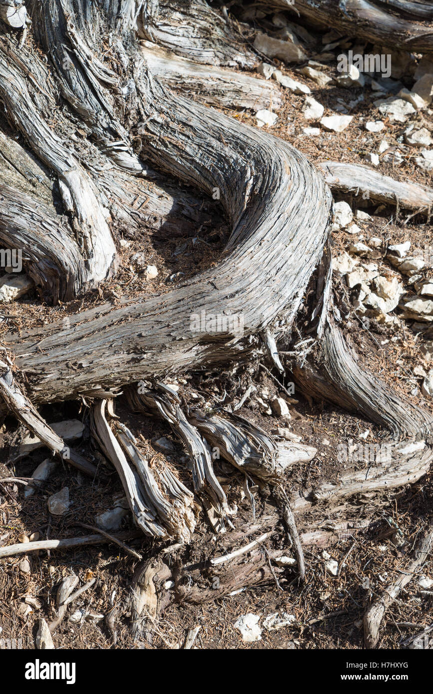 Juniper tree close up hi-res stock photography and images - Alamy