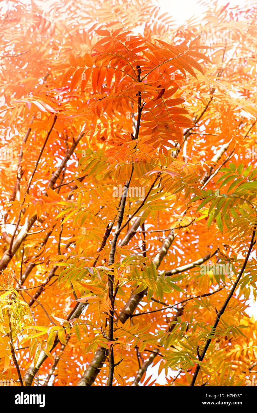 Autumn Colored orange Leaves Stock Photo - Alamy