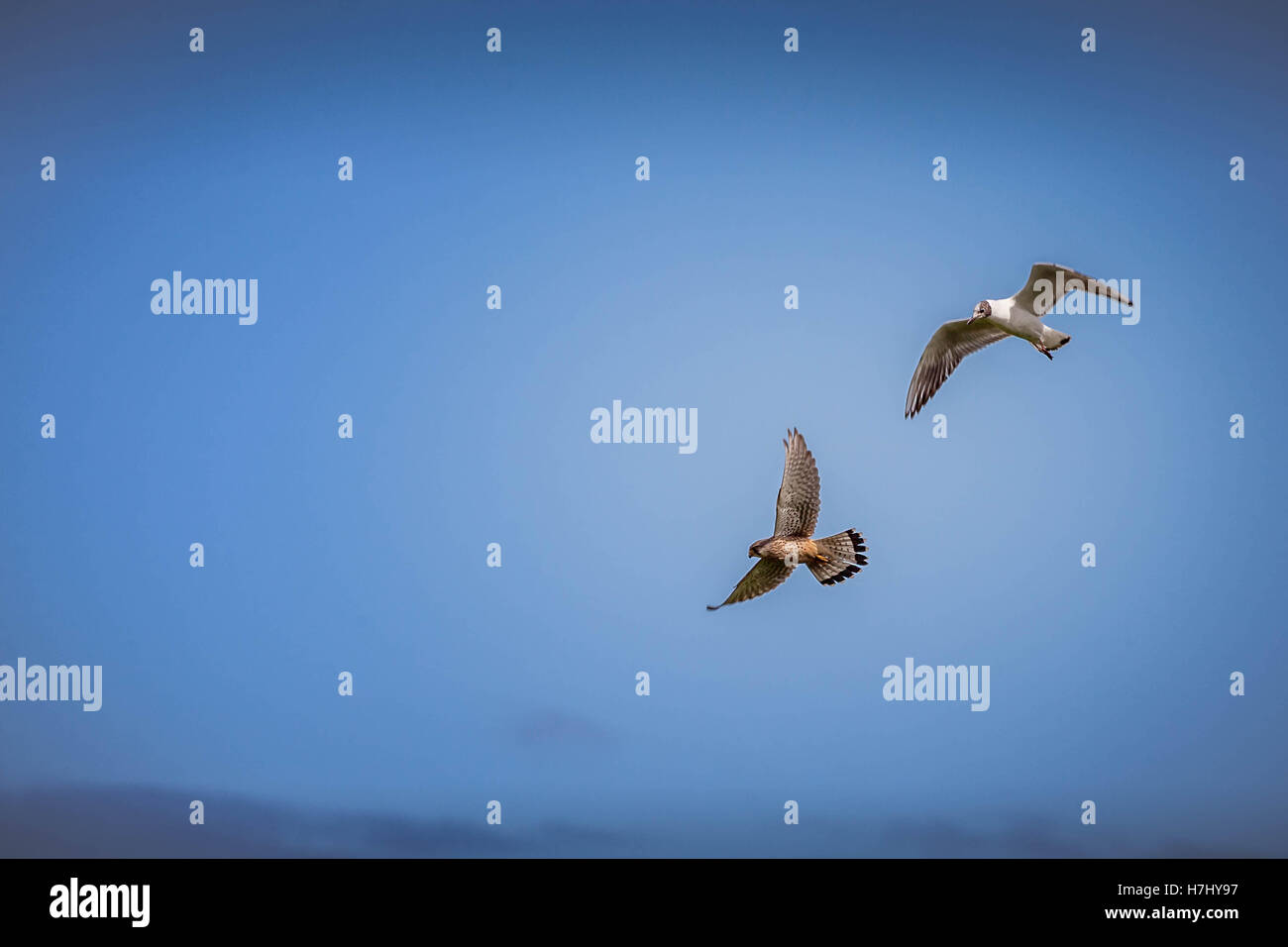 Seabird and Kestrel flying in blue sunny sky Stock Photo - Alamy