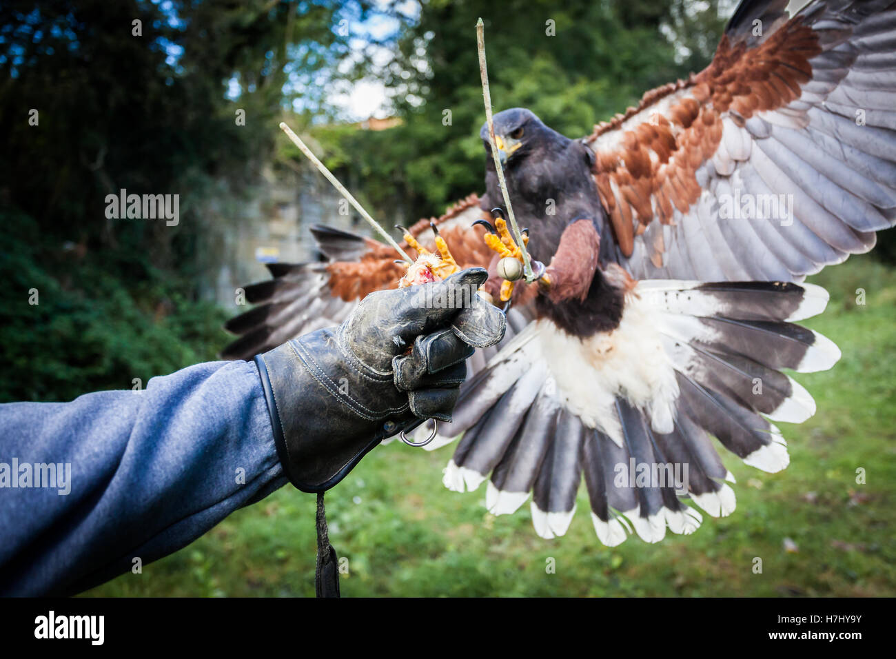 Hawk handler hi-res stock photography and images - Alamy