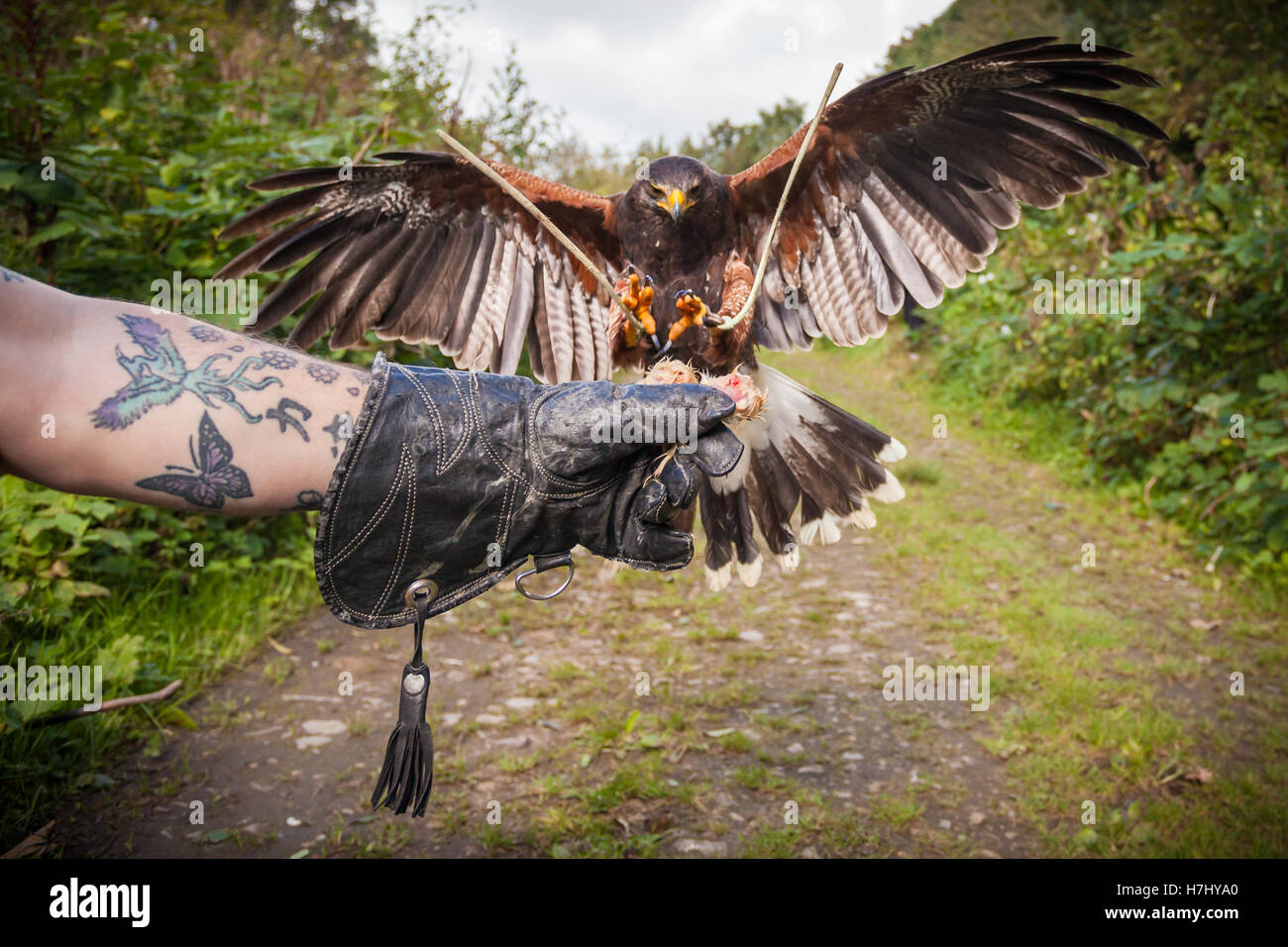 Hawk flying to glove hi-res stock photography and images - Alamy