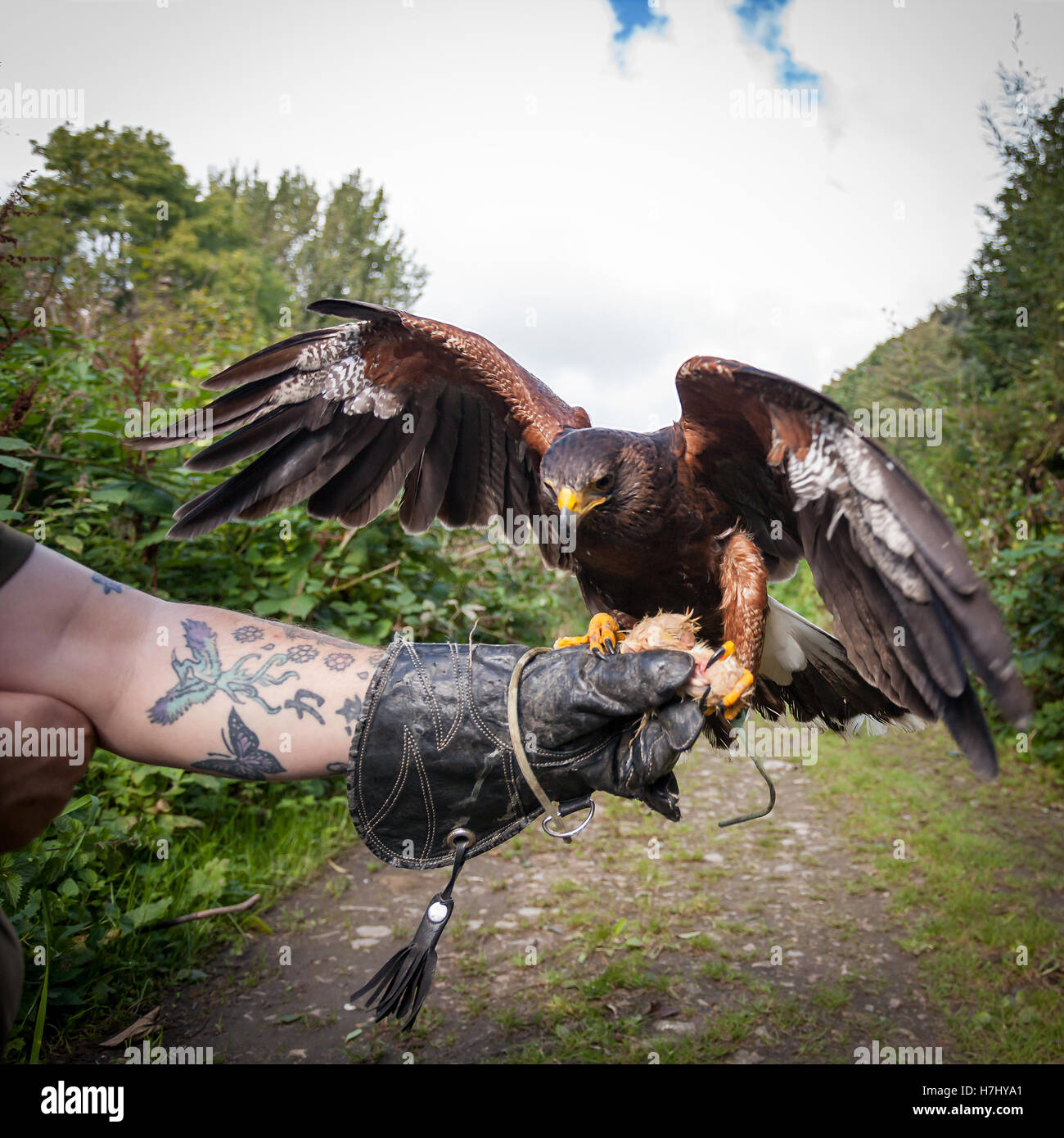 Harris's Hawk flying on to glove Stock Photo - Alamy