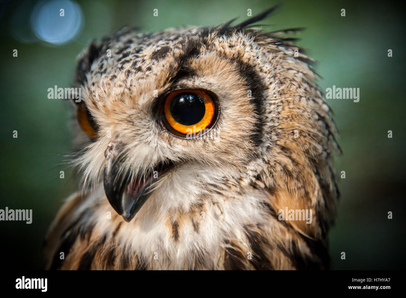 Bengal Eagle Owl in pool of light in wooded area Stock Photo - Alamy