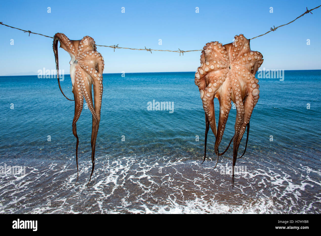 squid on the menu in Greece Stock Photo - Alamy