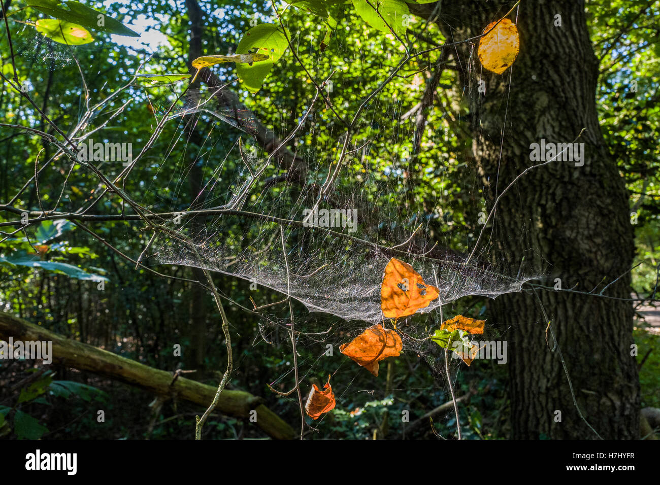 Website insects hi-res stock photography and images - Alamy