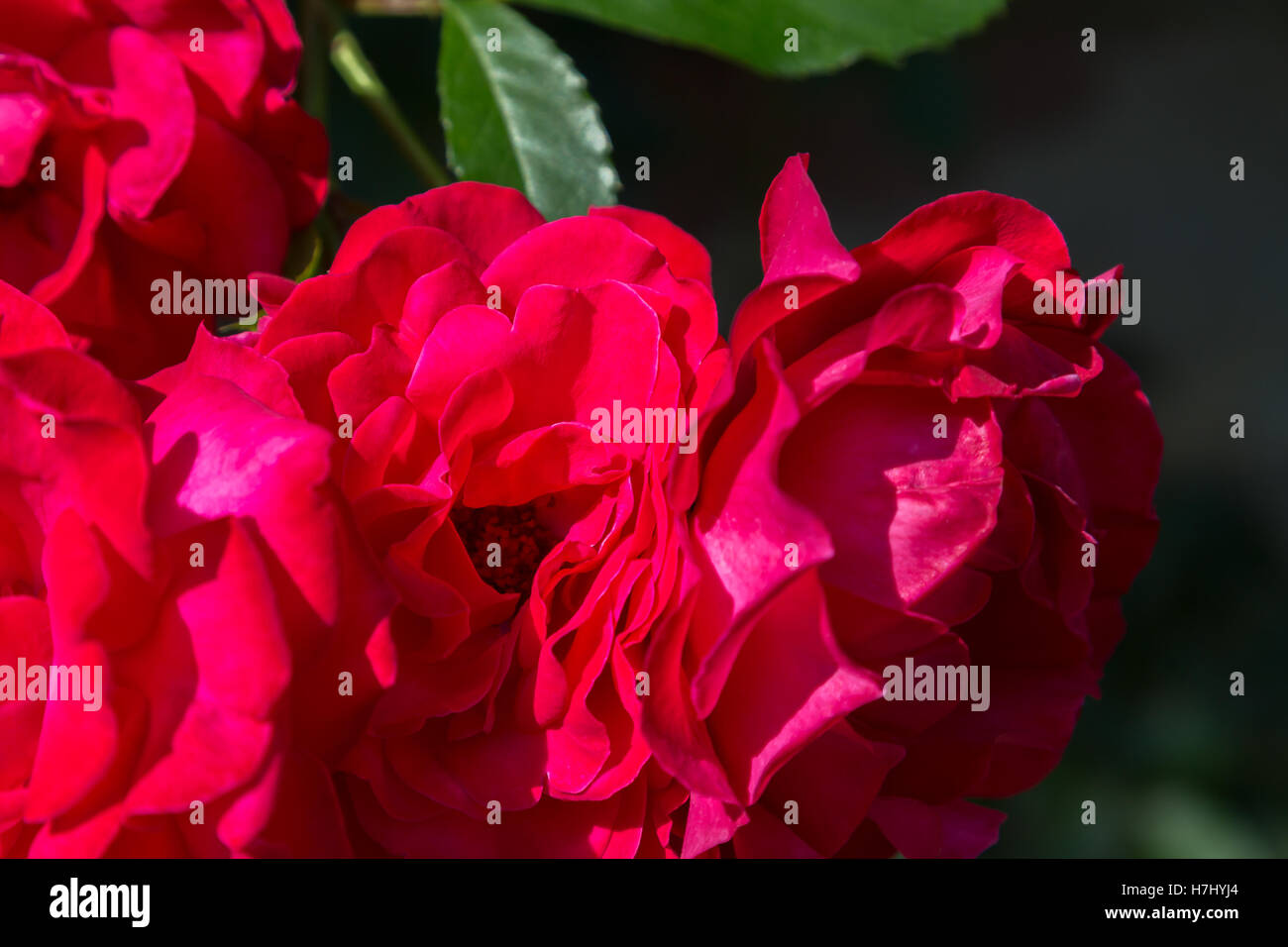 Red Rose Plants Stock Photo - Alamy