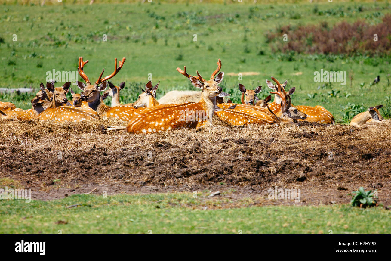 A deer herd lying down Stock Photo - Alamy