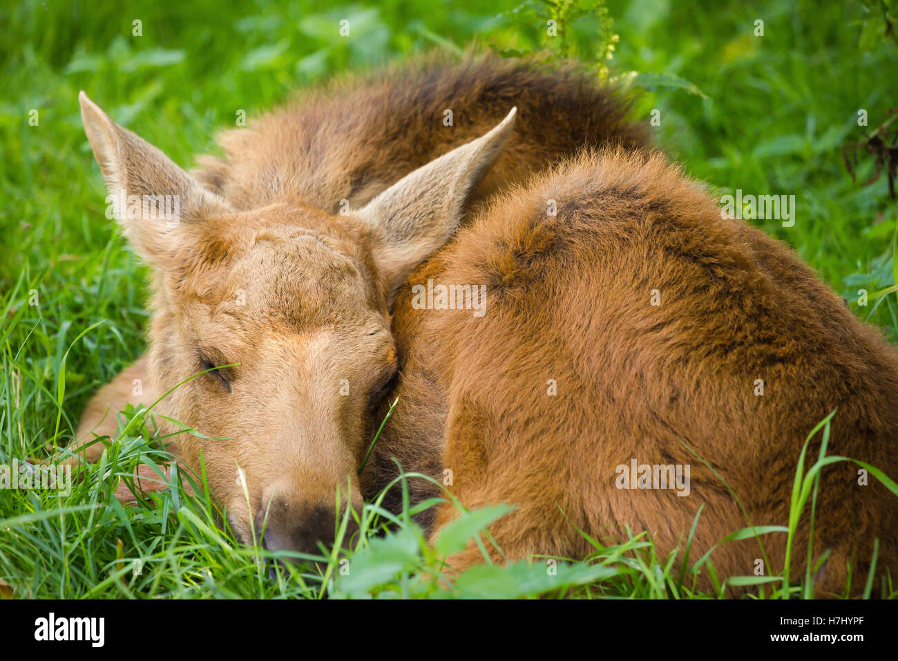 Moose sleeping hi-res stock photography and images - Alamy