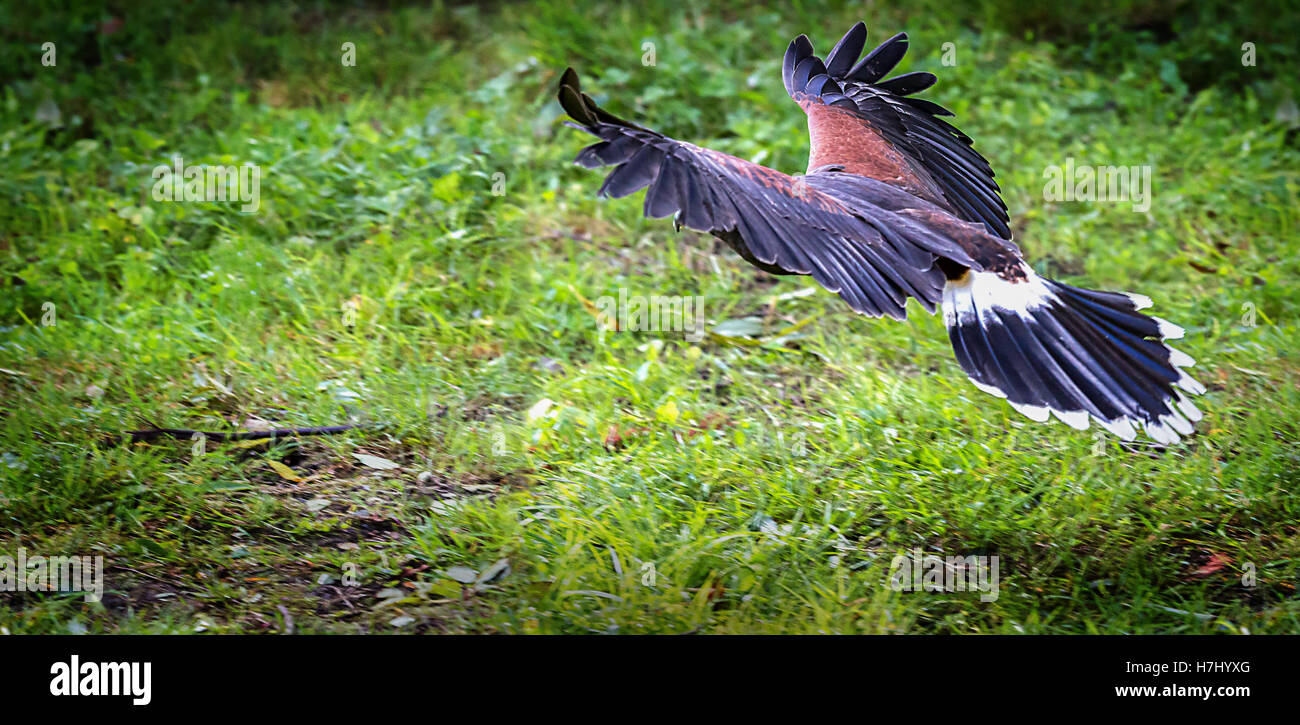 Harris's Hawk in flight Stock Photo - Alamy
