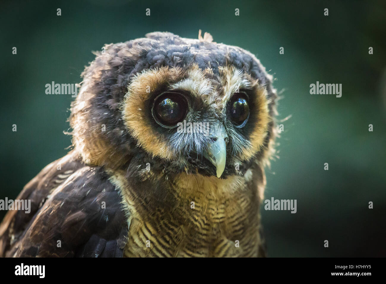 Asian Brown Wood Owl Stock Photo - Alamy