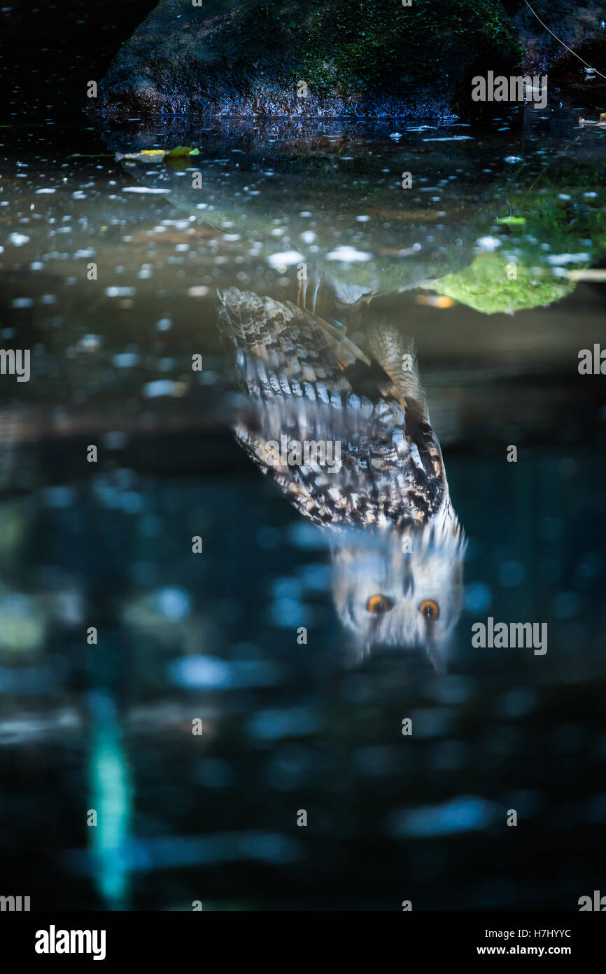 Reflection of a Bengal Eagle Owl in stream in wooded area Stock Photo ...