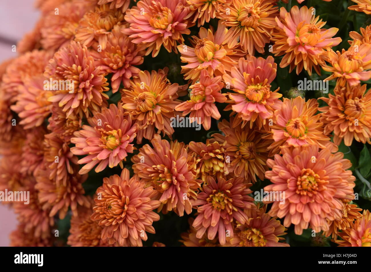 Sunset and flowers hi-res stock photography and images - Alamy