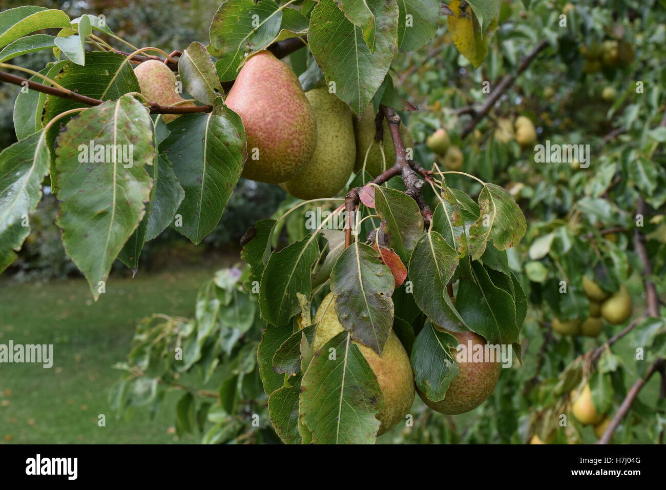 Pears leaves hi-res stock photography and images - Alamy