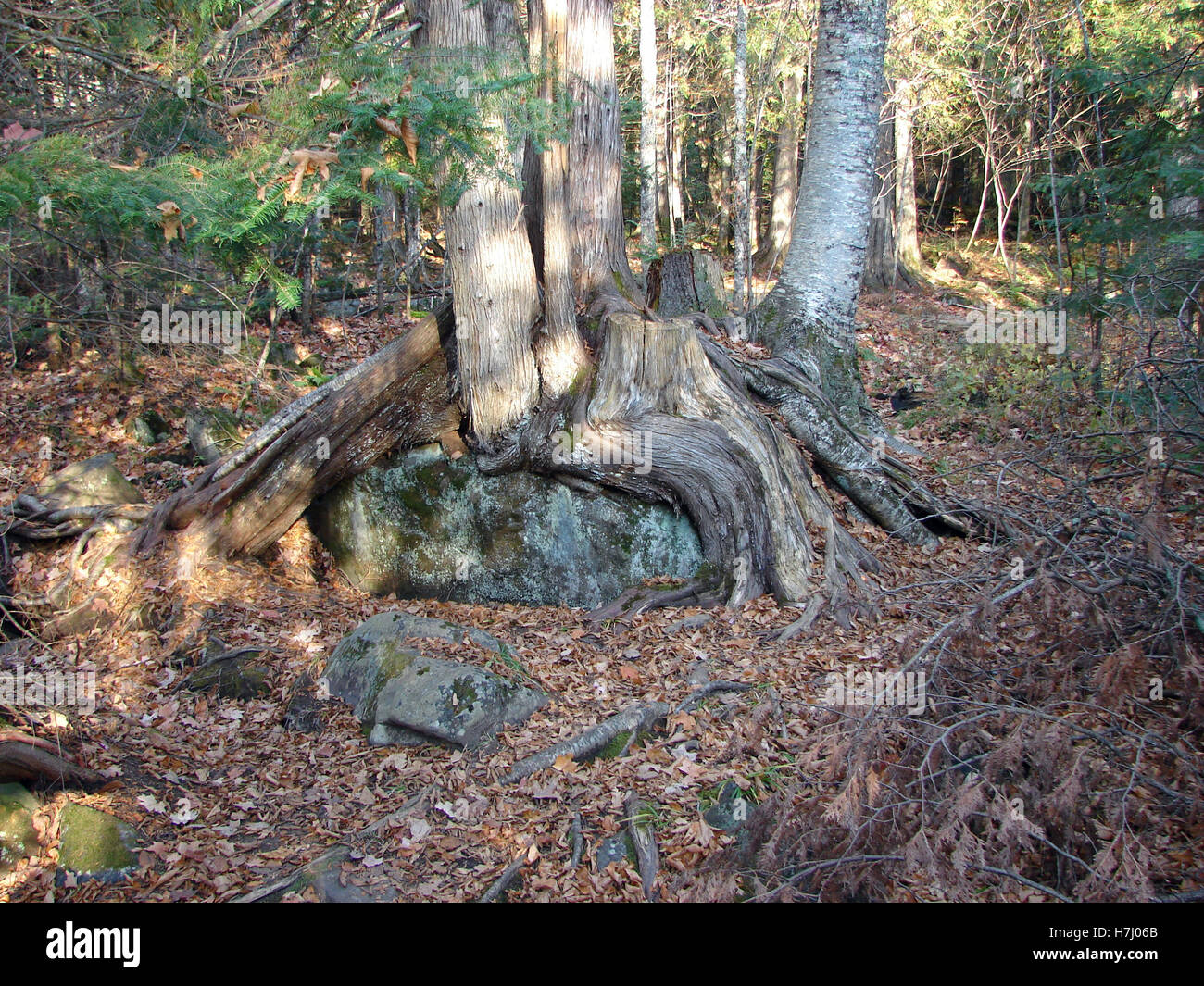 Tree growing around large rock hi-res stock photography and images - Alamy