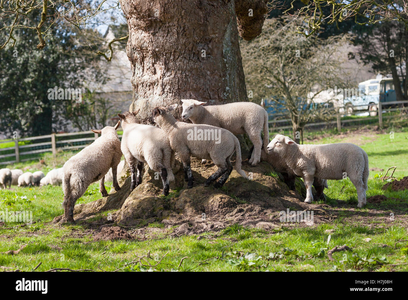 lambs playing on tree stump in spring Stock Photo - Alamy