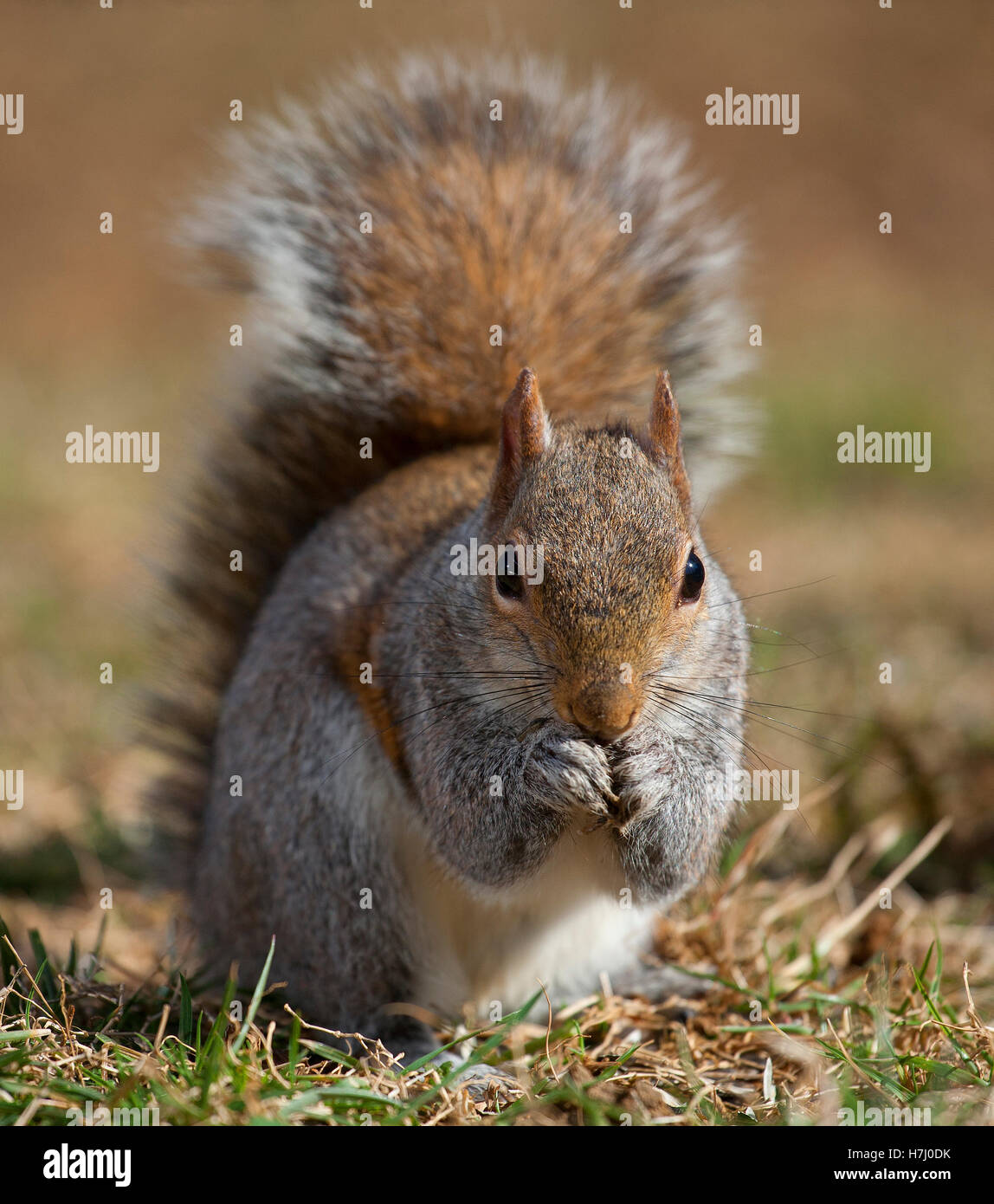 Nervous Squirrel High Resolution Stock Photography and Images - Alamy