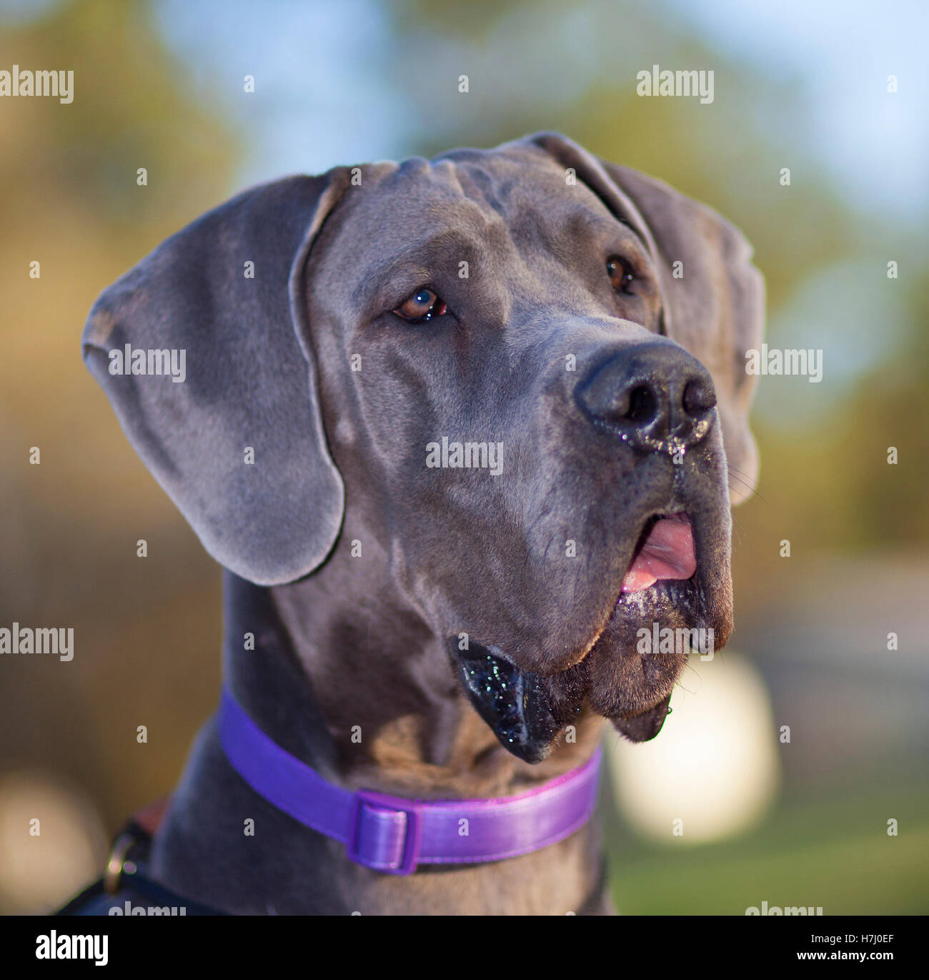 Grey Great Dane portrait while the dog is outside Stock Photo - Alamy