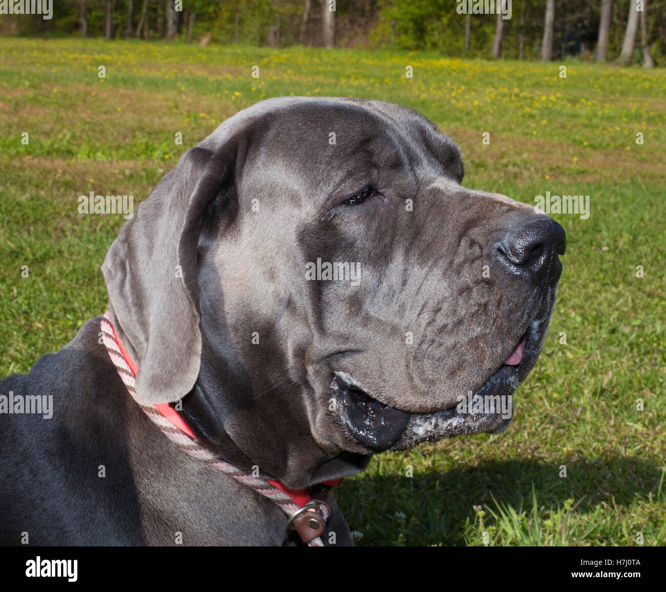 Blue Great Dane that is purebred enjoying the sun and grass Stock Photo ...